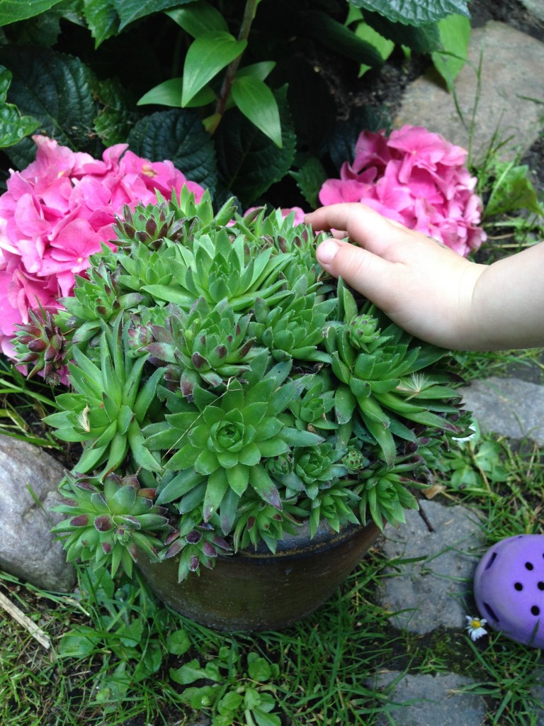 Garten gestalten mit Kindern: Wie man ein Gemüsebeet anlegt
